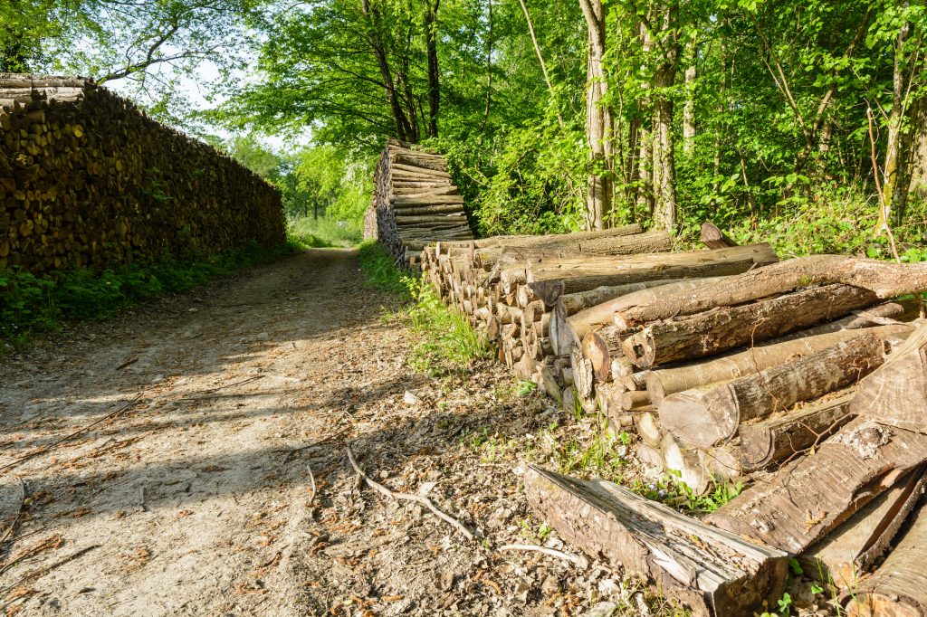 forestys-chablis-foret - FORESTYS